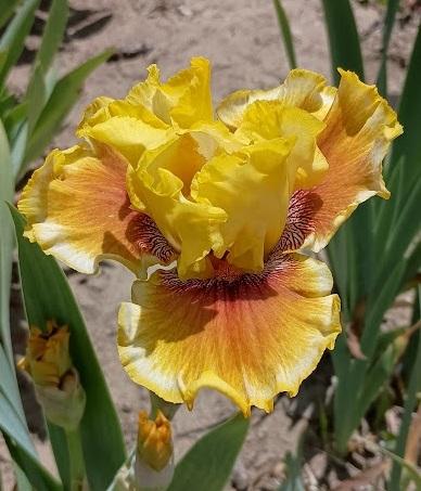 Photo of the bloom of Tall Bearded Iris (Iris 'Autumn Tease') posted by ...