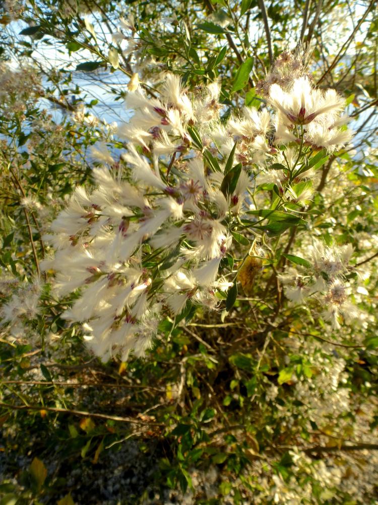 Photo of the seed pods or heads of Sea Myrtle (Baccharis halimifolia ...