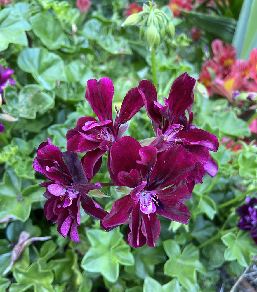 Photo of the bloom of Ivy Geranium (Pelargonium peltatum Contessa ...