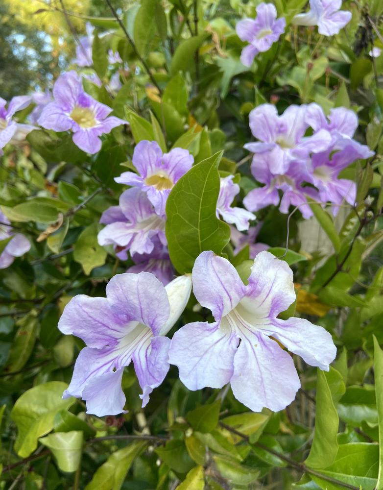 Photo of the bloom of Lavender Trumpet Vine (Bignonia callistegioides ...