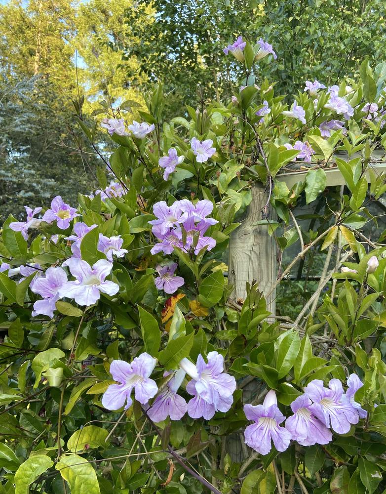 Photo of the entire plant of Lavender Trumpet Vine (Bignonia ...