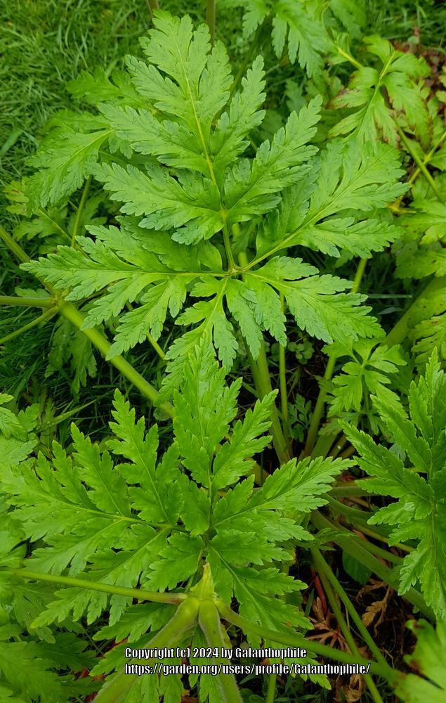 Photo of the leaves of Canary Island Geranium (Geranium palmatum ...