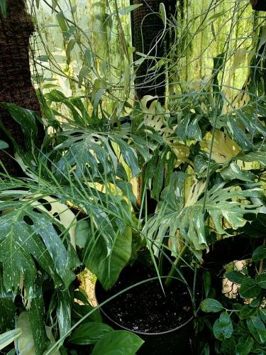 Thai constellation monstera help in the Ask a Question forum - Garden.org