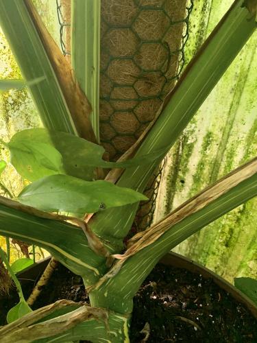 Thai constellation monstera help in the Ask a Question forum - Garden.org