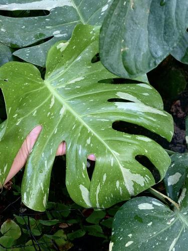 Thai constellation monstera help in the Ask a Question forum - Garden.org