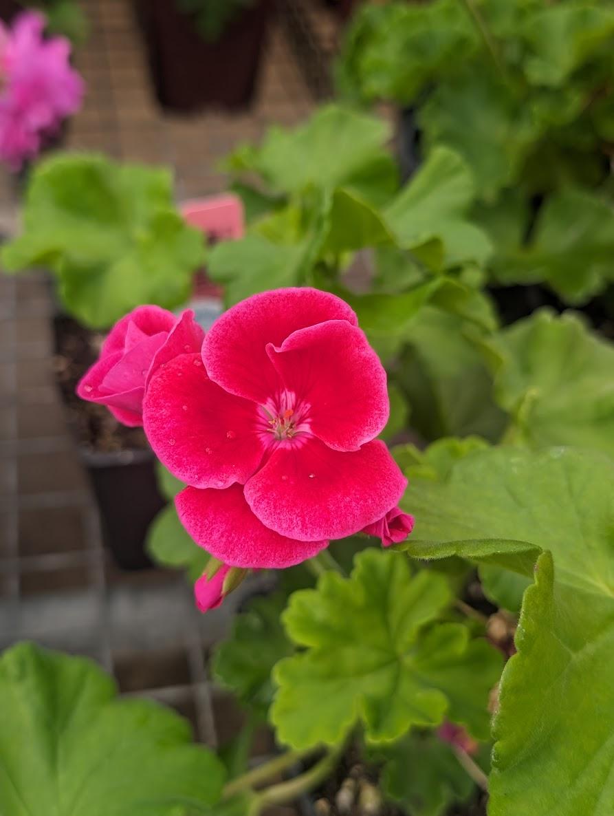 Geranium (Pelargonium Calliope® Crimson Flame) in the Pelargoniums ...