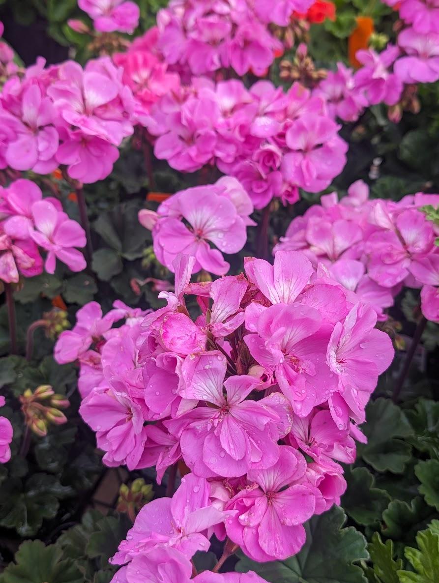 Photo of the bloom of Storksbill (Pelargonium x hortorum Tango ...