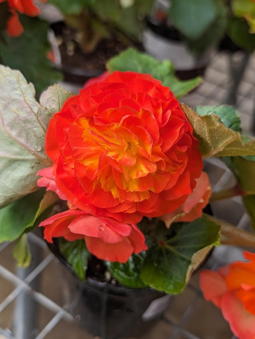 Photo of the bloom of Begonia Nonstop™ Sunset posted by Joy - Garden.org