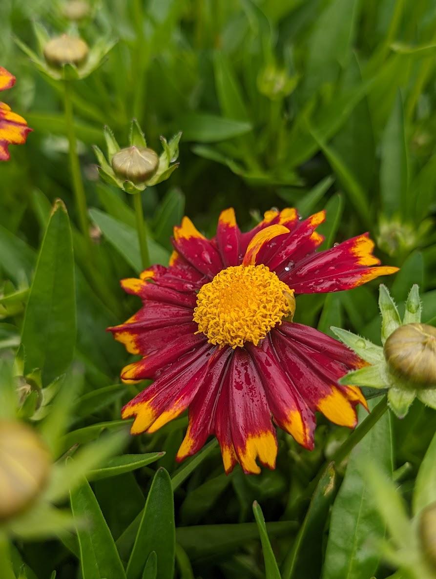 Photo of the bloom of Tickseed (Coreopsis UpTick™ Red) posted by Joy ...