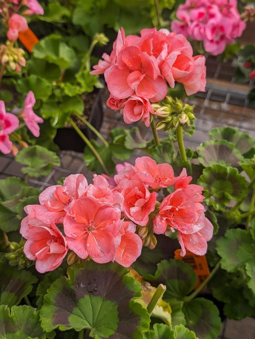 Photo of the entire plant of Zonal Geranium (Pelargonium x hortorum ...