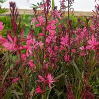 Photo of the entire plant of Gaura (Oenothera lindheimeri Steffi™ Dark ...