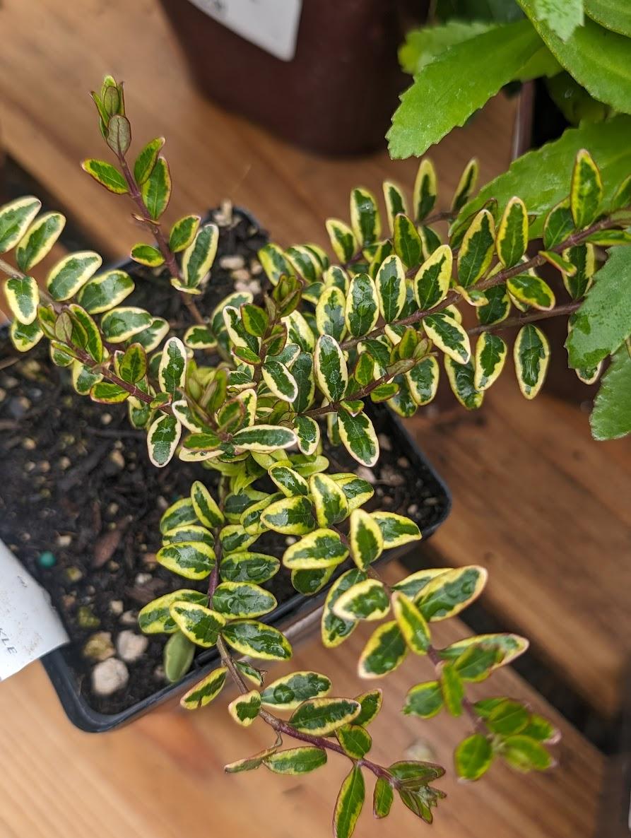 Box Honeysuckle (Lonicera pileata var. yunnanensis 'Lemon Beauty') in ...