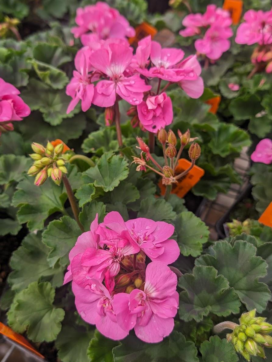 Photo of the entire plant of Storksbill (Pelargonium x hortorum Tango ...