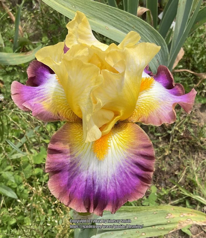 Photo of the bloom of Tall Bearded Iris (Iris 'Rainbow High') posted by ...