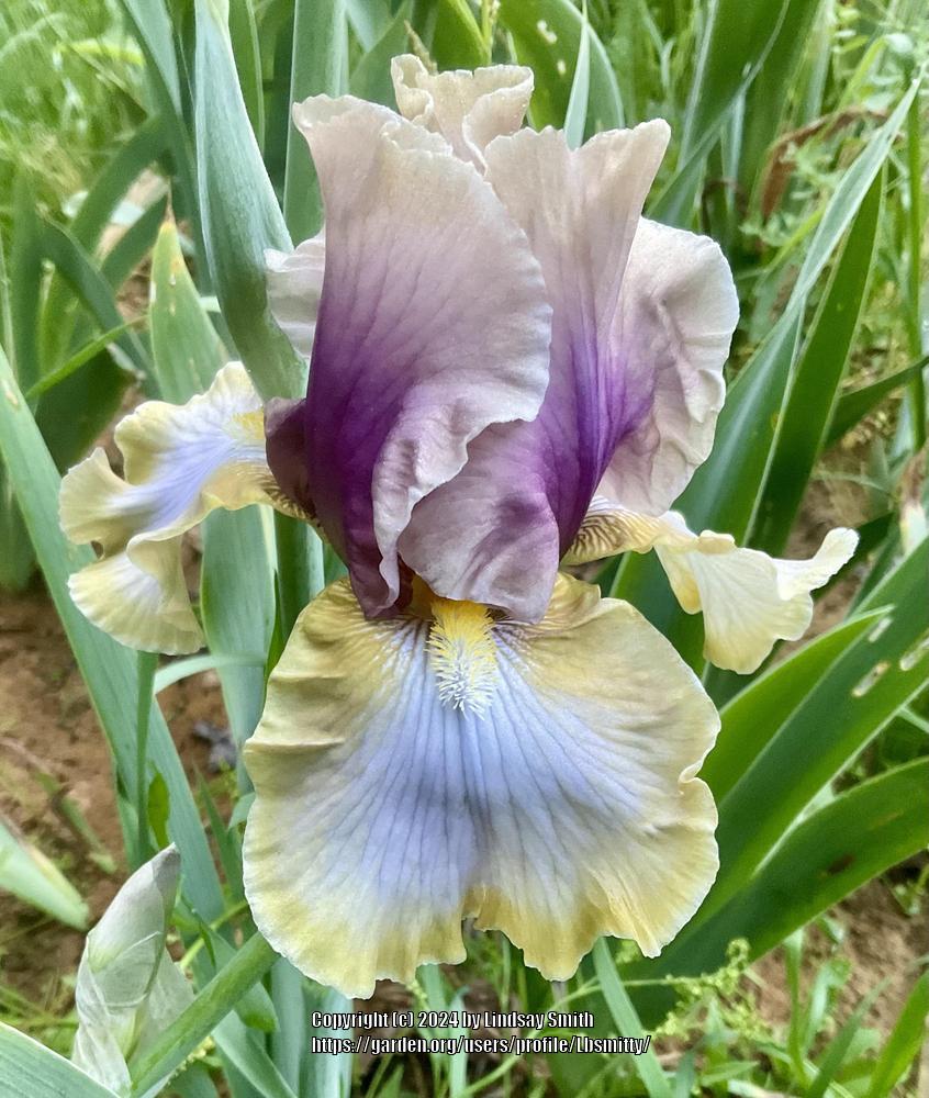 Photo of the bloom of Tall Bearded Iris (Iris 'Art Project') posted by ...