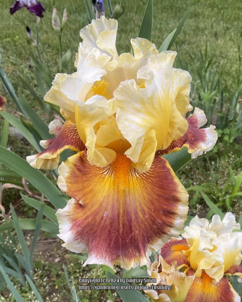 Photo of the bloom of Tall Bearded Iris (Iris 'Ignite the Light ...