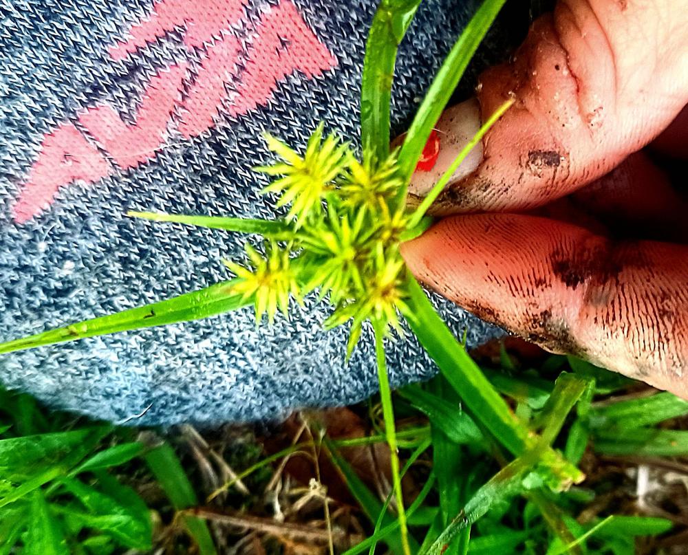 Photo of the seed pods or heads of Yellow Nutsedge (Cyperus esculentus ...