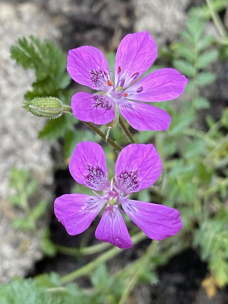Photo of the bloom of Manescau Erodium (Erodium manescavii) posted by ...