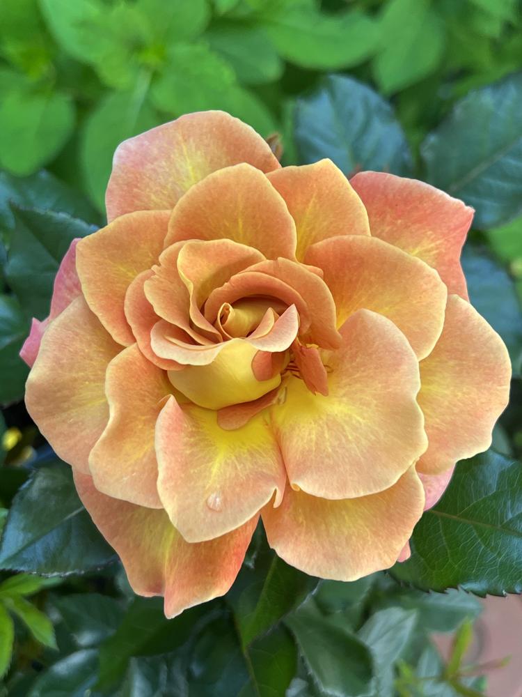 Photo of the bloom of Rose (Rosa 'Rosie the Riveter') posted by Ragaire - Garden.org