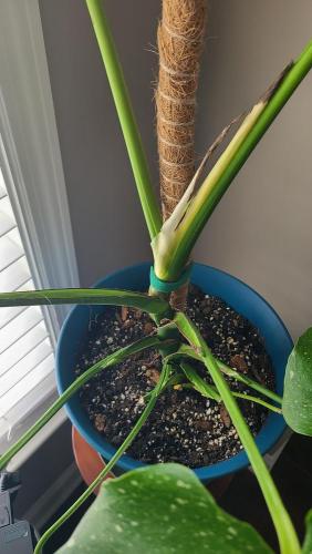 Thai constellation monstera help in the Ask a Question forum - Garden.org