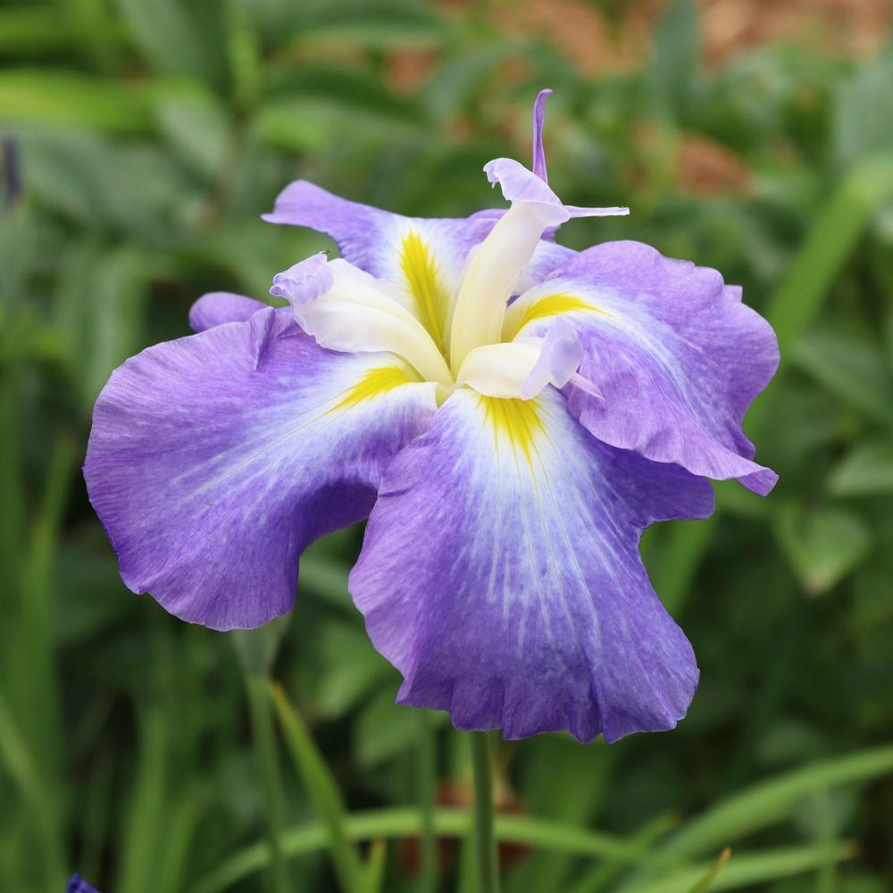 Photo of the bloom of Japanese Iris (Iris ensata 'Ocean Mist') posted by blue23rose - Garden.org