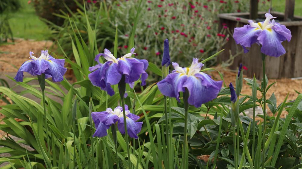 Photo of the bloom of Japanese Iris (Iris ensata 'Ocean Mist') posted by blue23rose - Garden.org