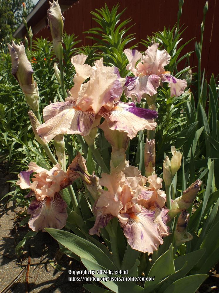 Photo of the bloom of Tall Bearded Iris (Iris 'Brindled Beauty') posted ...