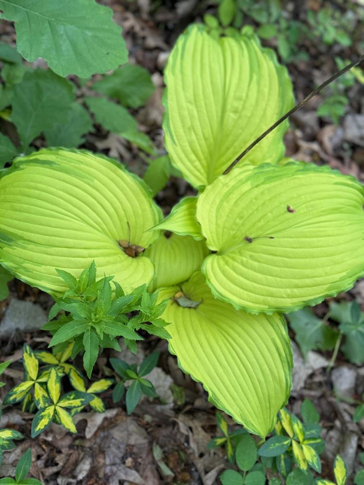 Photo of the entire plant of Hosta 'Emerald Ruff Cut' posted by ...