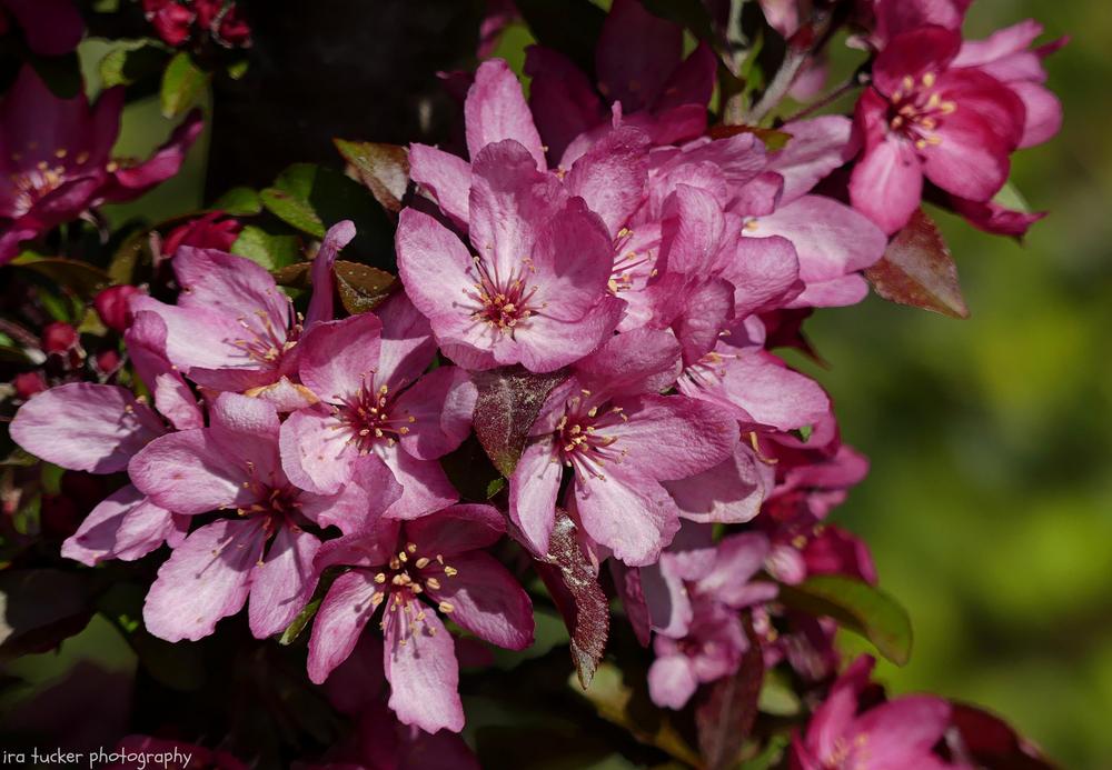 Photo of the bloom of Crabapple (Malus Raspberry Spear®) posted by ...
