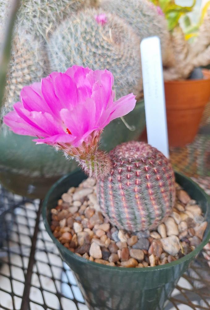 Photo of the entire plant of Arizona Ruby Rainbow Hedgehog Cactus ...