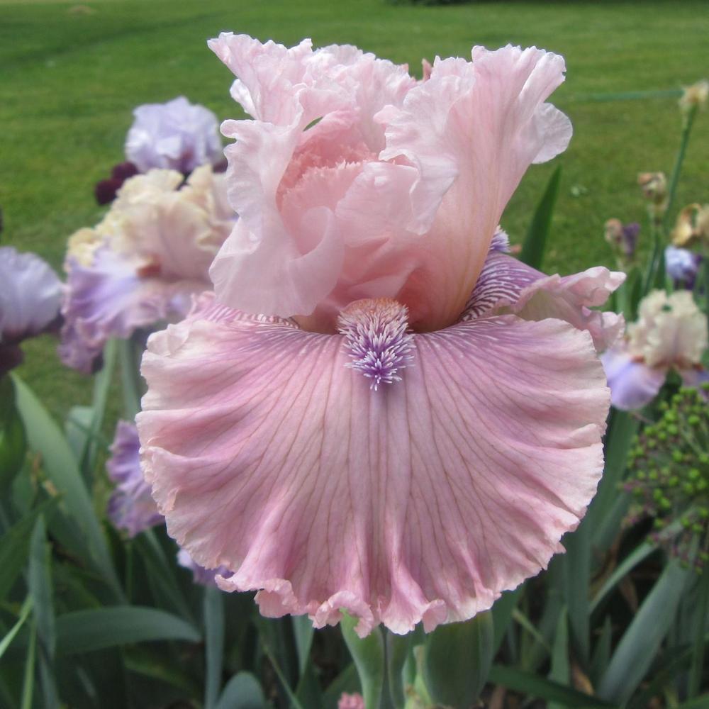 Photo of the bloom of Tall Bearded Iris (Iris 'Magic Trick') posted by tveguy3 - Garden.org