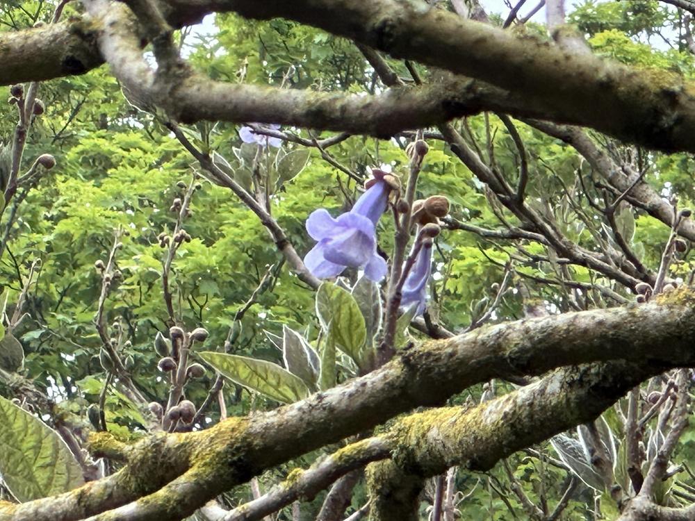 Tree ID in the Plant ID forum - Garden.org