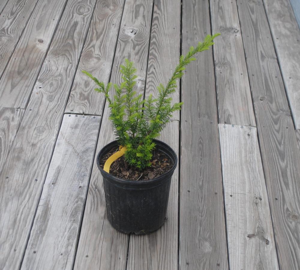 Photo of the seedling or young plant of Canada Yew (Taxus canadensis ...