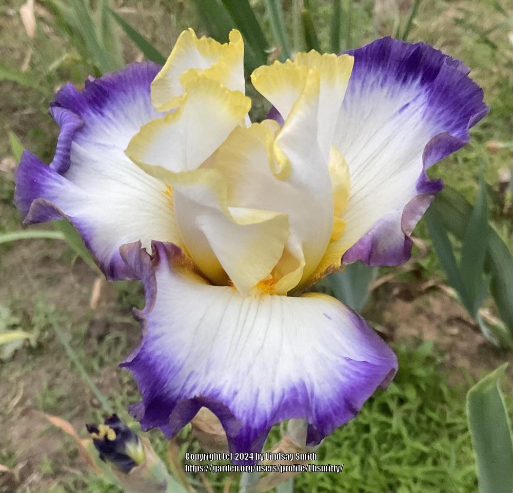 Photo of the bloom of Tall Bearded Iris (Iris 'Reach the Stars') posted ...