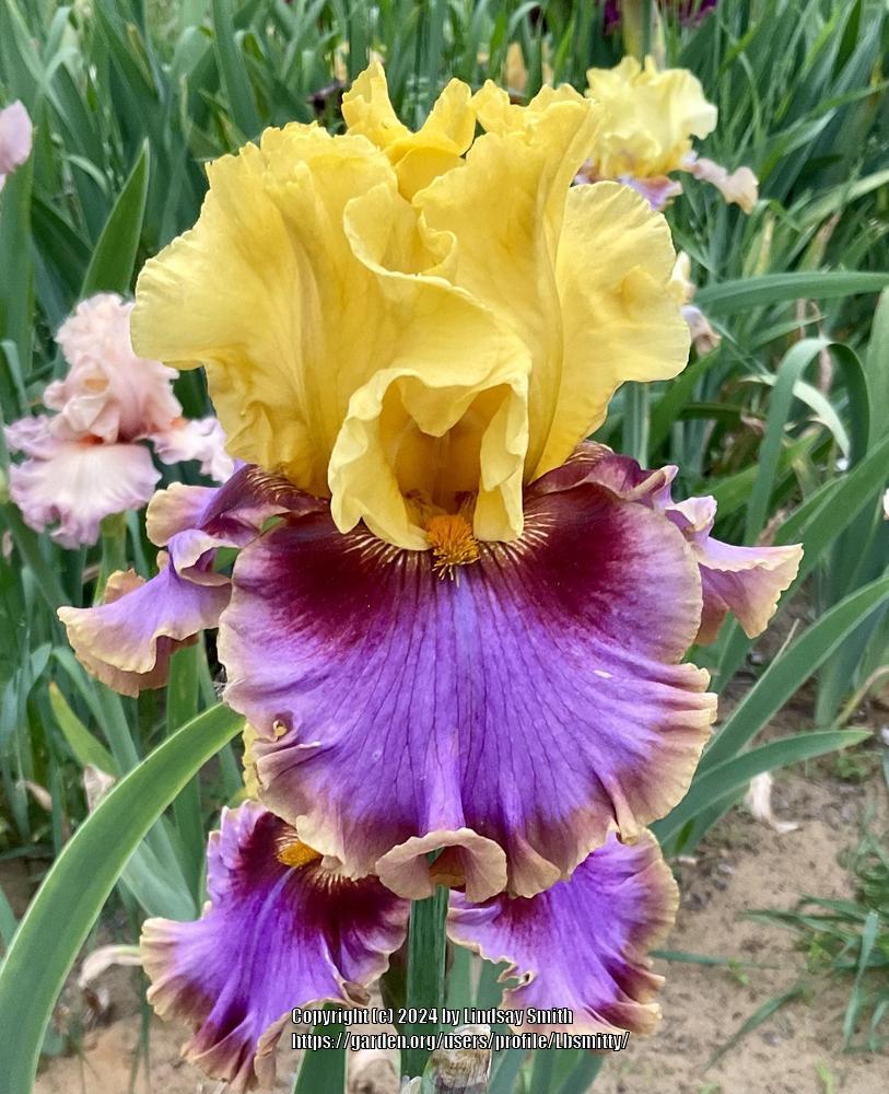 Tall Bearded Iris (Iris 'Esmeralda’s Bangles') in the Irises Database ...