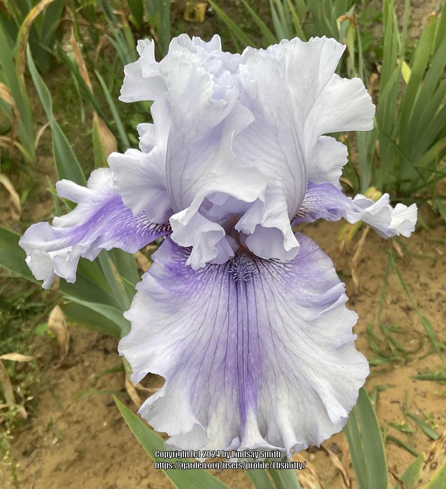Photo of the bloom of Tall Bearded Iris (Iris 'Ascent of Angels ...