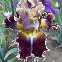 Photo of the bloom of Tall Bearded Iris (Iris 'Volcanic Glow') posted ...