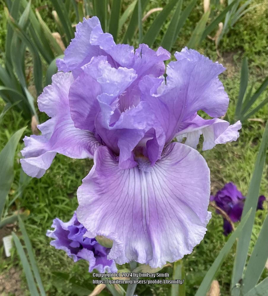 Photo of the bloom of Tall Bearded Iris (Iris 'Orchid Dove') posted by ...
