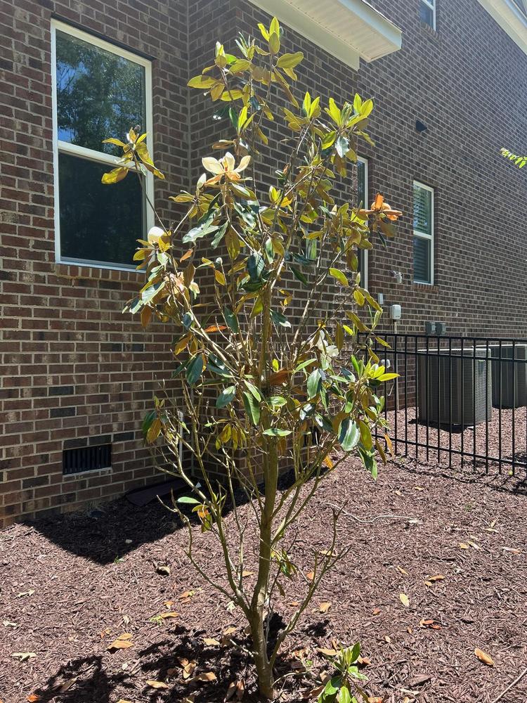 Sparse magnolia in the Ask a Question forum - Garden.org