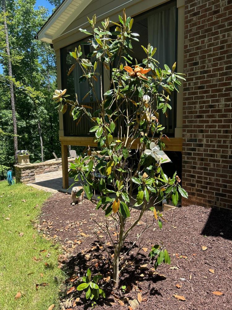 Sparse magnolia in the Ask a Question forum - Garden.org