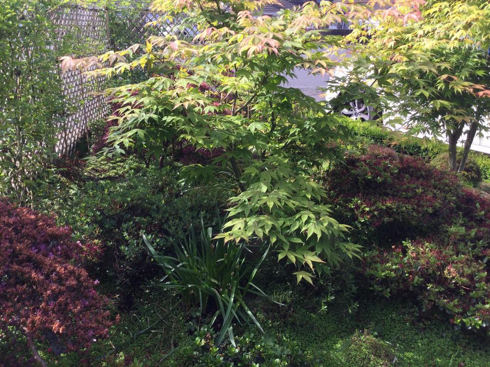 Osakazuki Akame in Photo of Japanese Maple (Acer palmatum 'Osakazuki ...