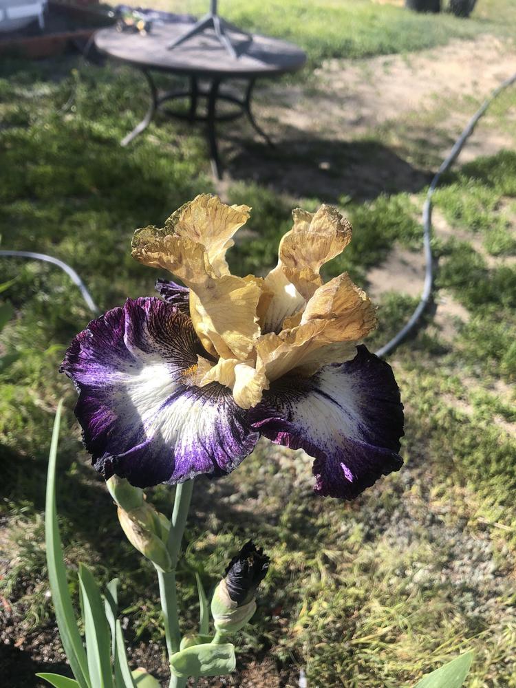 Photo of the bloom of Tall Bearded Iris (Iris 'Margin Call') posted by ...