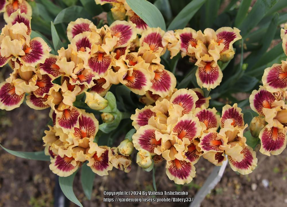 Photo of the bloom of Standard Dwarf Bearded Iris (Iris 'Eye of the ...