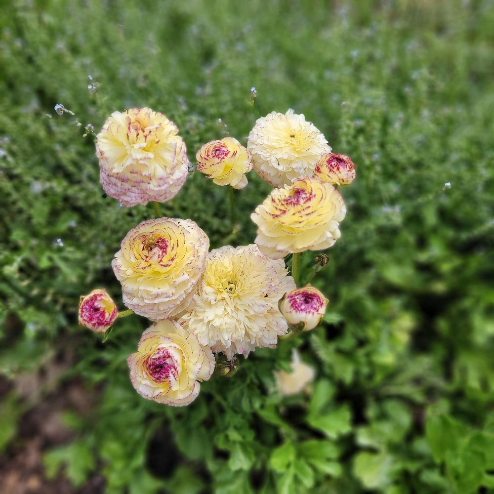 Photo of the entire plant of Persian Buttercup (Ranunculus asiaticus ...