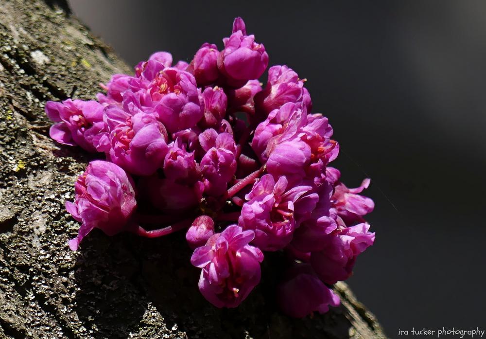 Photo of the bloom of Eastern Redbud (Cercis canadensis 'Flame') posted ...