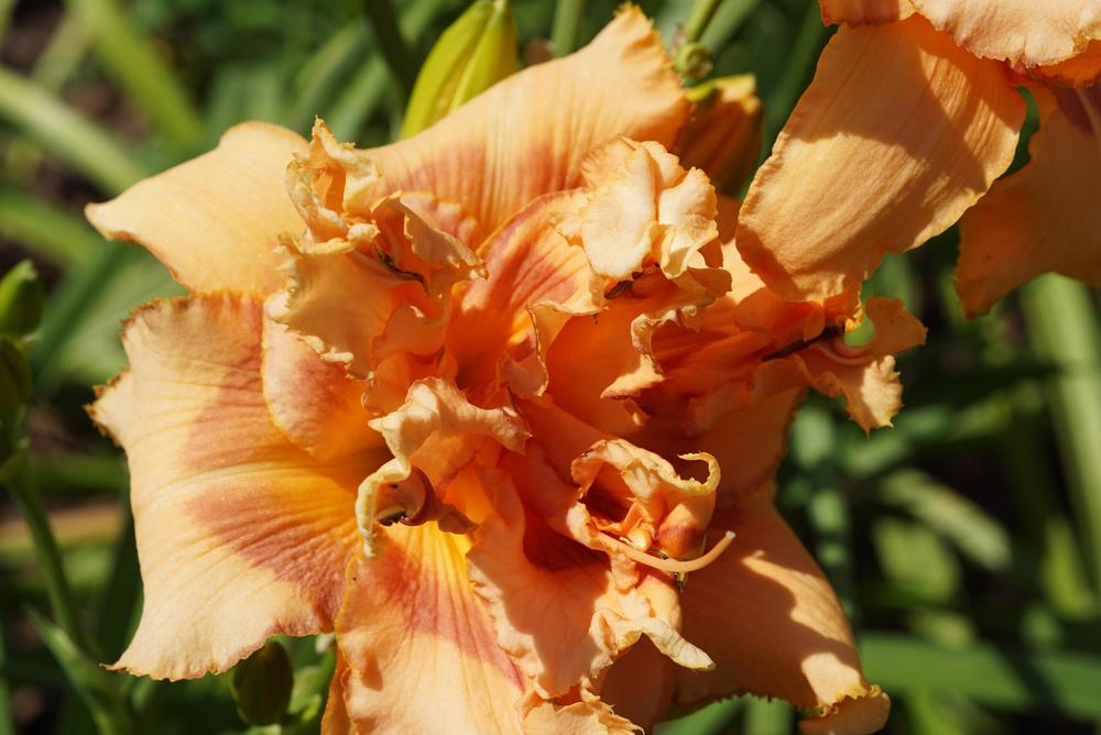 Daylily (Hemerocallis 'Spacecoast Double Tootie Fruity') in the ...