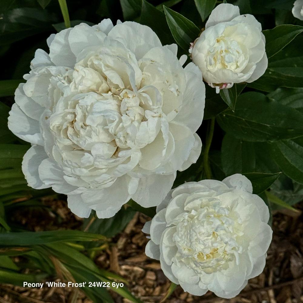 Photo of the bloom of Peony (Paeonia 'White Frost') posted by ...