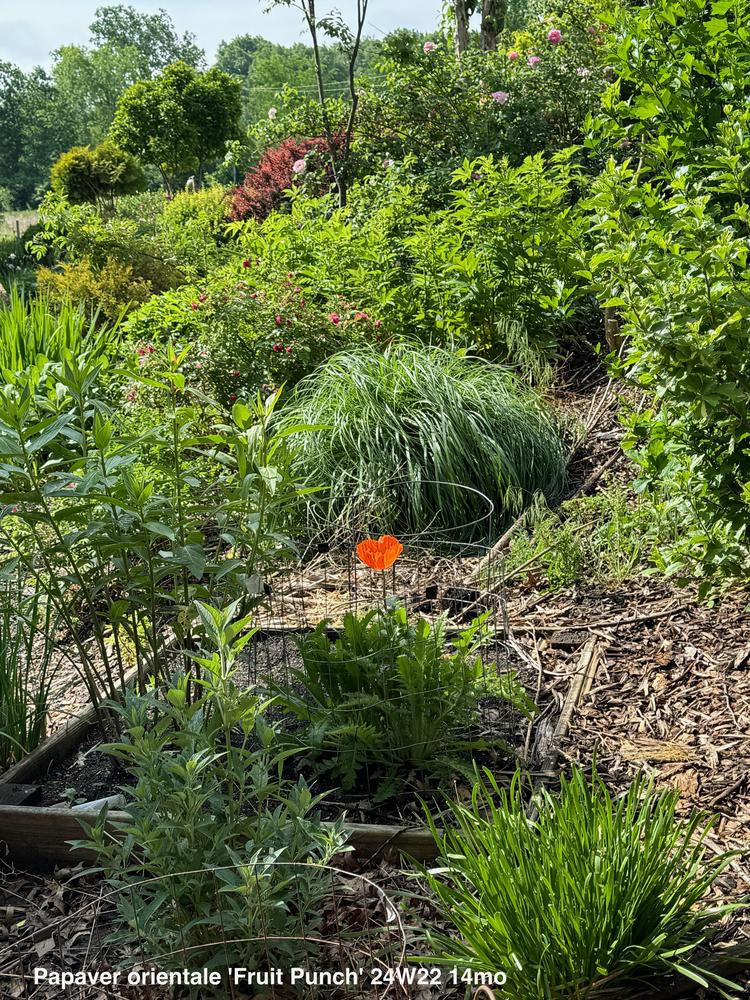 Photo of the entire plant of Oriental Poppy (Papaver orientale 'Fruit ...