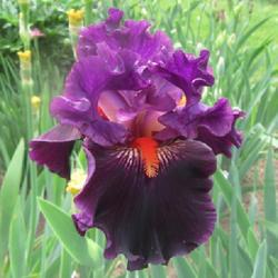 Tall Bearded Iris (Iris 'Daffy Duck') in the Irises Database - Garden.org