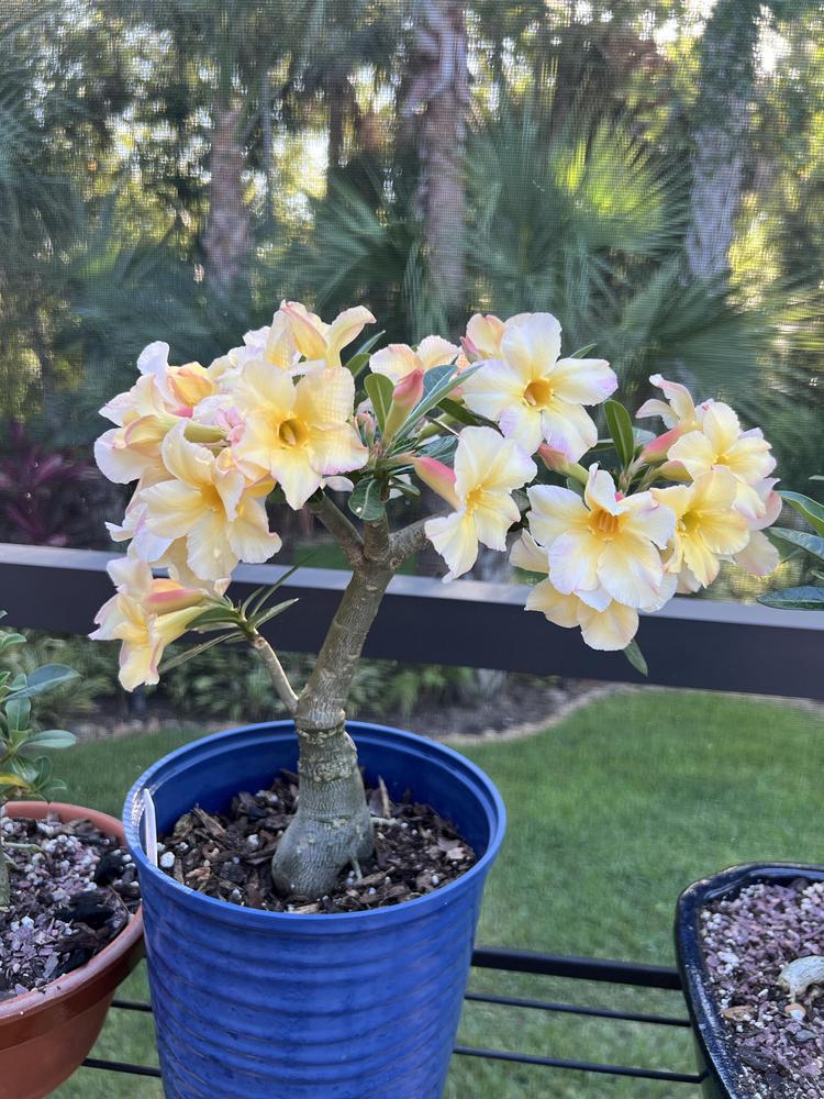 Desert Rose (Adenium 'Thai Yellow') in the Adeniums Database - Garden.org
